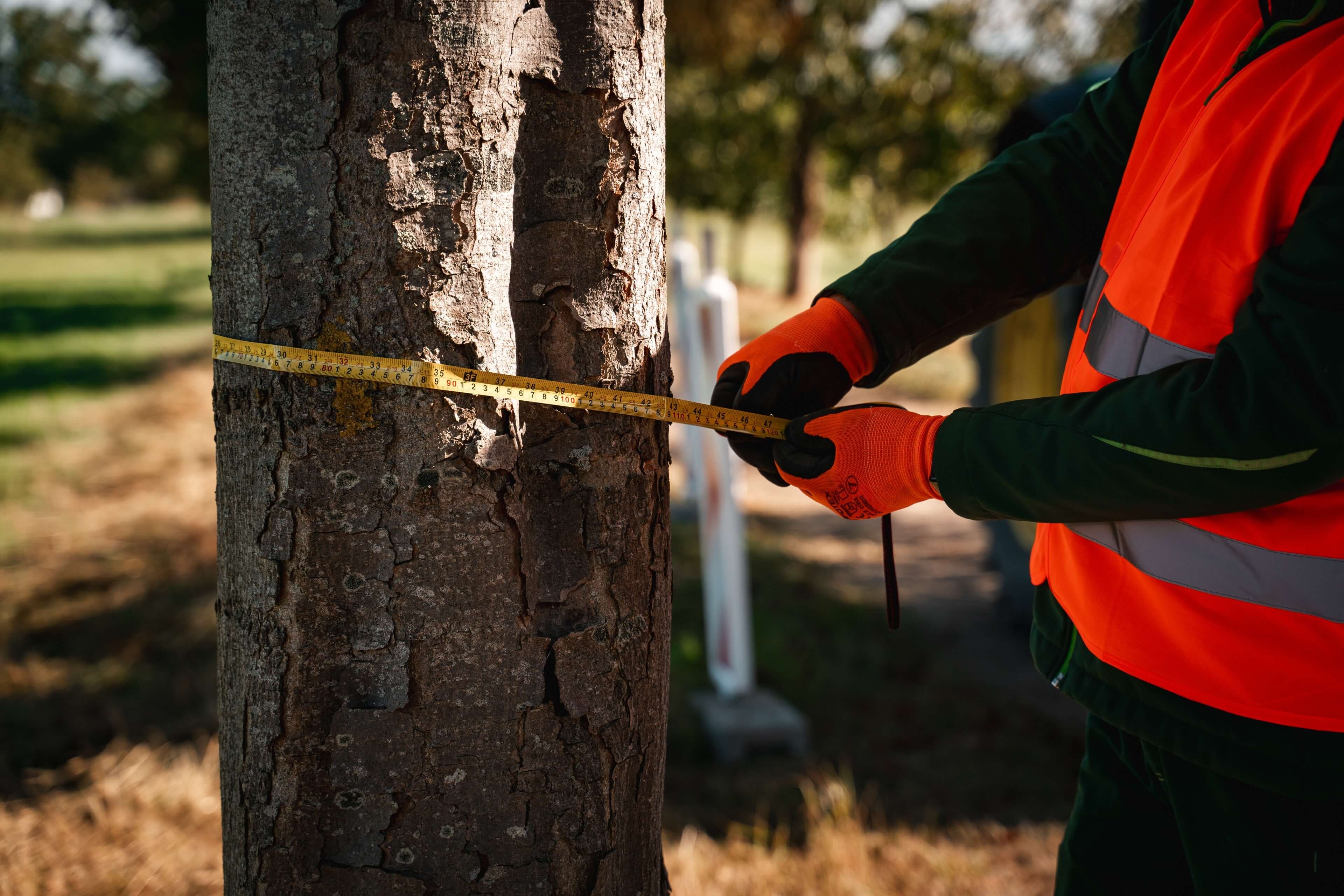 DIN 18920 - Baumschutz auf Baustellen